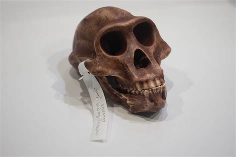 Australopithecus Afarensis Skull Replica Lucy Prehistoric Fossil Collection Realistic Hominid