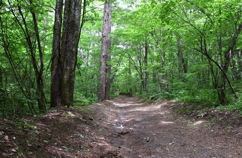 ゆんフリー写真素材集 No 1060 山道 [日本 長野]