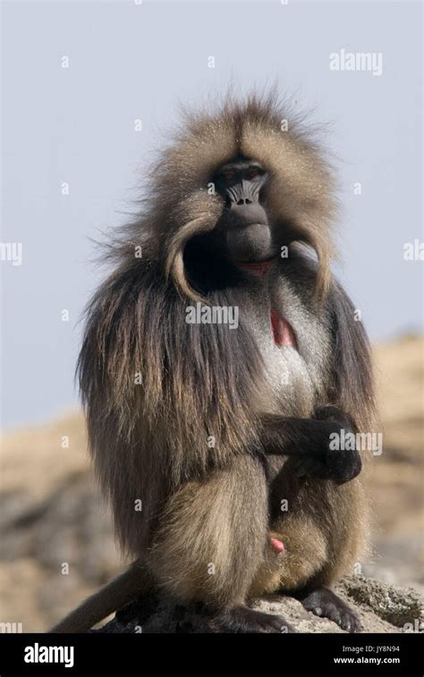 Gelada Baboon Theropithecus Gelada Simien Mountains National Park