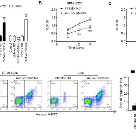 Knockdown Of MiR 25 3p Suppresses Cell Proliferation And Induces Cell