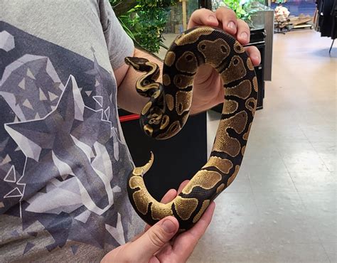 adopted python regius ball python ivy 2yrs pyt regius