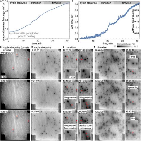 Simultaneous Imaging Of Multi Pore Sweat Dynamics And Evaporation Rate Measurement Using Wind