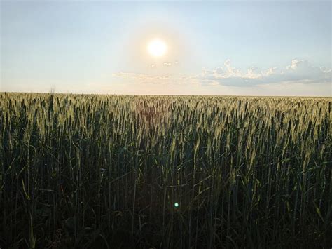 Пшеничное поле · бесплатная фотография от U110437926713899820769 картинки и обои на рабочий стол