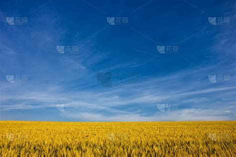 金色的麦田和蓝天的背景