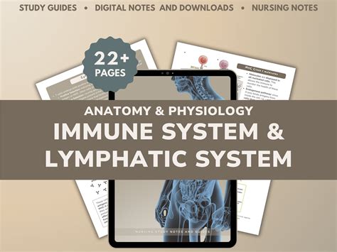 Anatomy And Physiology Immune System And Lymphatic System A P