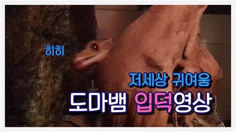 도마뱀은 해롭다 심장에 귀여운 장면 모음 입덕영상 1탄 Youtube