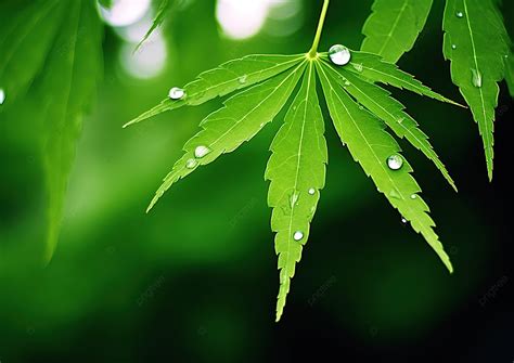 빗방울이 떨어진 녹색 잎 가을 계절 나뭇잎 배경 일러스트 및 사진 무료 다운로드 Pngtree