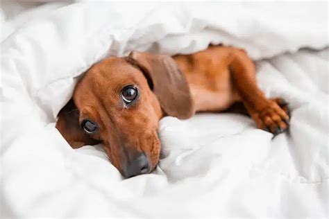 5 Ways To Keep A Dachshund Calm During 4th Of July Fireworks