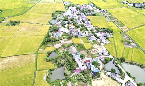 稻谷飘香 “丰”景如画中安新闻中安新闻客户端中安在线
