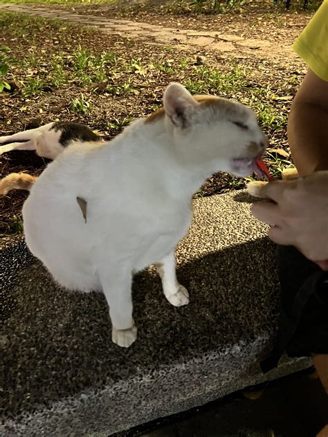 憂鬱的貓小姐 On Twitter 晴光公園的貓營養超好欸，要不是剪耳我還以為懷孕呢，我家虎貓小姐都要認輸了😅