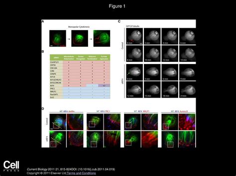Kif4 Regulates Midzone Length During Cytokinesis Ppt Download