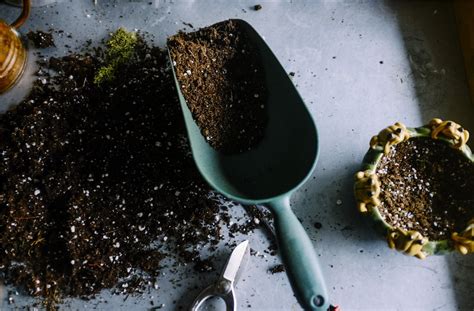 El Estrés En Las Plantas Agrochic Jardinería Y Bienestar