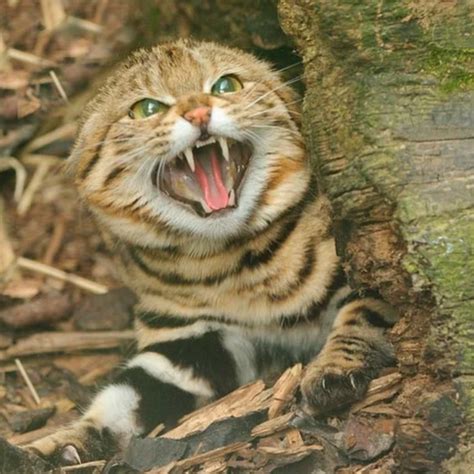 Malware Development Persistence Part 27 Scheduled Tasks Simple C Example Cocomelonc