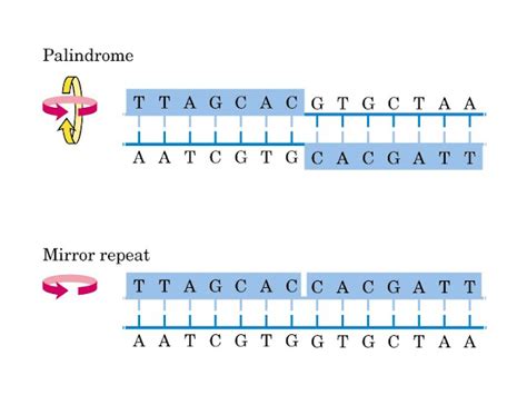Dna重複序列repeat Sequences Of Dna 小小整理網站 Smallcollation