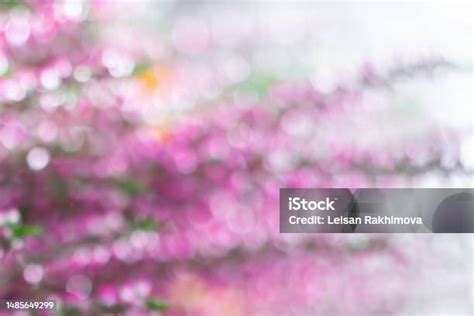 반짝임과 보케 효과가 있는 흐릿한 식물 배경 흐릿하게 빛나는 물방울 자연스러운 배경으로 공간을 복사합니다 공란에 대한 스톡 사진 및 기타 이미지 Istock