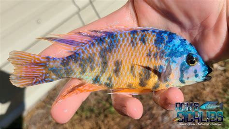 Ob Super Red Empress Ob Firehap Rons Cichlids