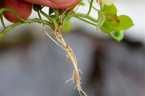 Biological Thinking Looking Over Clover