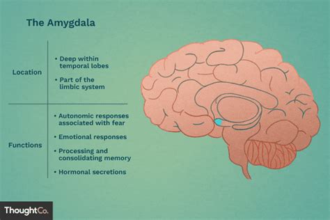 Amygdala S Location And Function