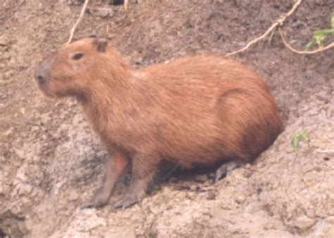 Capybara Hydrochoerus Hydrochaeris Classification