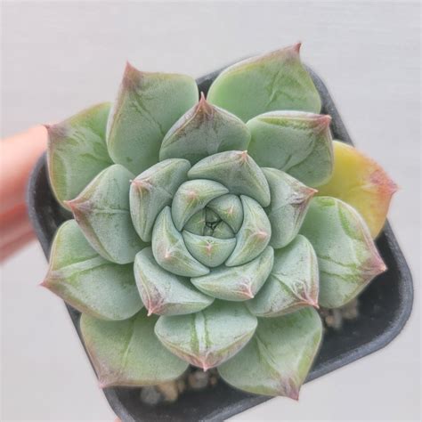 Echeveria Rosalia 63 Dk Succulents Korea Rare Korean Succulents