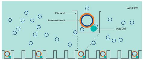 单细胞测序系列之三：单细胞转录组测序 知乎