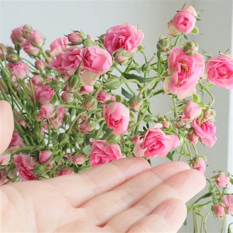 【08直前】spバラ ジプシーローズマイクロローズケニア産【生花】 花材通販はなどんやアソシエ