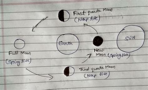 Solved Diagram The Monthly Tidal Cycle Detailing The Relative