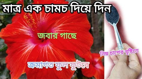 জবা গাছের বসে যাওয়া গ্রোথ ফিরে পেতে এক বার দিয়ে দিন টবের মাটিতে। সচল