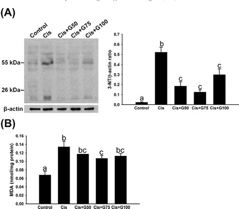 Figure 4 From Galangin Ameliorates Cisplatin‐induced Nephrotoxicity By