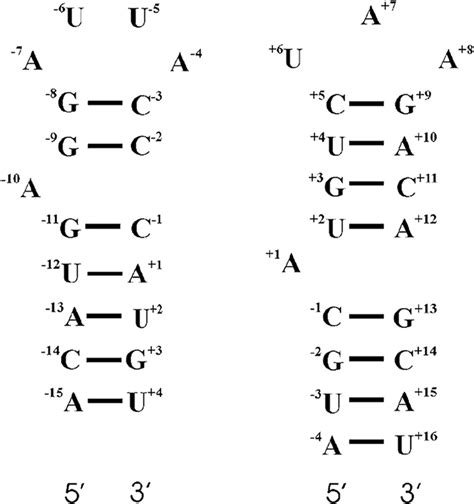 Figure 1 From Structural Basis Of Rna Binding Discrimination Between Bacteriophages Qbeta And