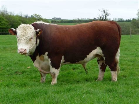 Hereford Cattle Ranching Hereford Cattle Hereford Cows
