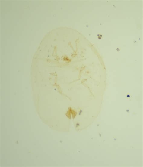 Coccus Hesperidum Bioquipbugs