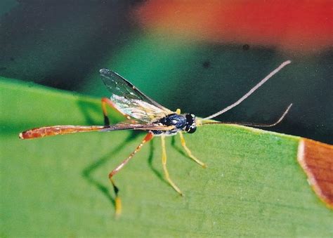 Two Toned Caterpillar Parasite Wasp Heteropelma Scaposum