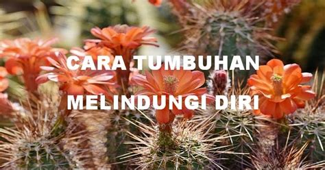 6 Cara Tumbuhan Melindungi Diri Dan Contohnya