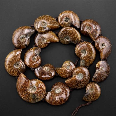 Aaa Natural Whole Ammonite Fossil Beads Vertically Drilled 15 5 Stran