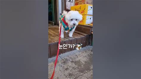 놀란 강아지 Youtube