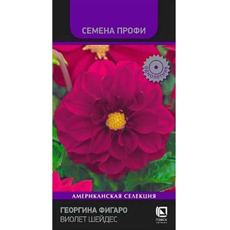 Георгина Фигаро Виолет Шейдес Поиск (92944): купить семена почтой в ...