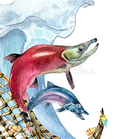 Composition Of Salmon Coho And Fishnet Watercolor Illustration