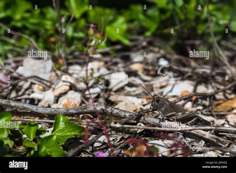 A Large Grasshopper Seen Amongst The Greenery And Rocks On Kolocep
