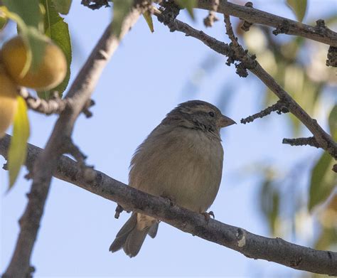 Gorrión Común Passer Domesticus Ecoregistros