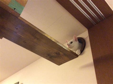 壁に穴開けて「猫トンネル」開通！｜ねこナビ