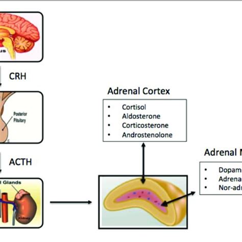 Schematic Of Hypothalamic Pituitary Adrenal Axis Showing Increased