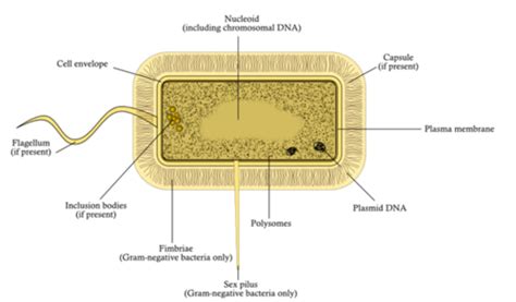 Intro And Classification Of Human Microbiota Flashcards Quizlet