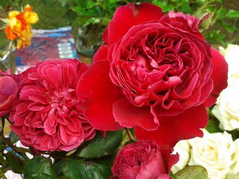 Rose Fathers Love 3ft Std Garden Feast