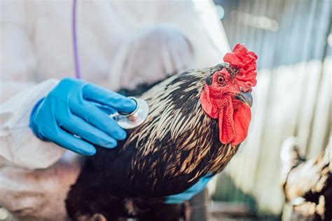Bird Flu Is Now Killing Cats At A 90 Fatality Rate Experts Warn It