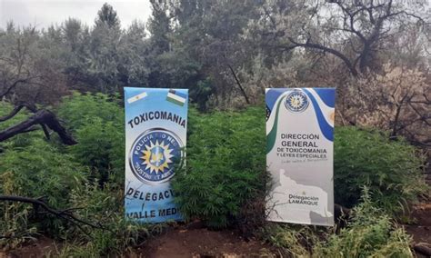 Secuestraron más de 100 plantas de marihuana de hasta 3 metros de alto