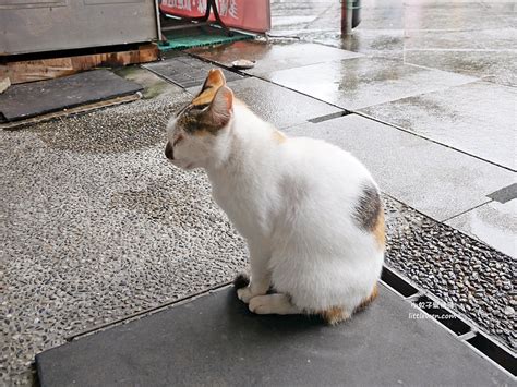 瑞芳猴硐貓村cnn評選全球六大賞貓景點出火車站就開始玩 小蚊子愛飛飛 Litwenblog