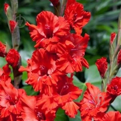 ᐉ Цибулина Яскрава Гладіолус гофрований Fire Frizzle 3 шт • Краща ціна в Києві Україні