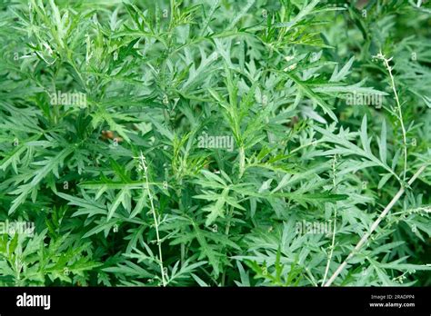 Wormwood Plant Leaves Flower Wormwood Inum Singapore Wormwood Singapore Herb Herbs