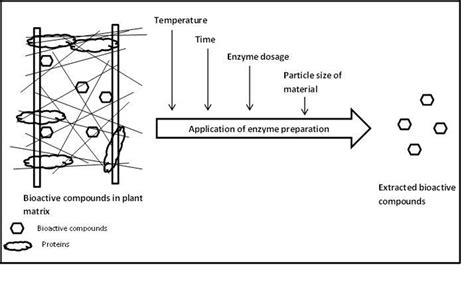 Open Access Improvements In The Extraction Of Bioactive Compounds By